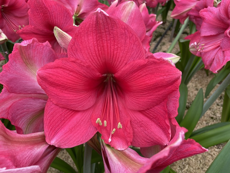 Hippeastrum 'Pink Surprise' - Amaryllis, Ritterstern | Shop ...
